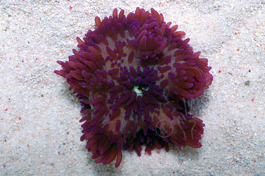 Purple Flat Sebae Anemone - Heteractis spp.